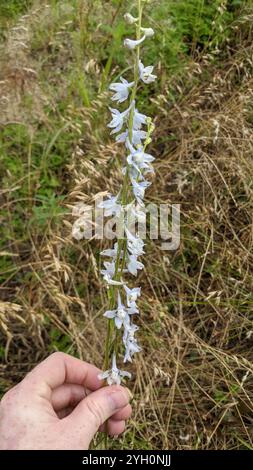 Wild Blue Larkspur (Delphinium carolinianum), Plantae, Buffalo National ...