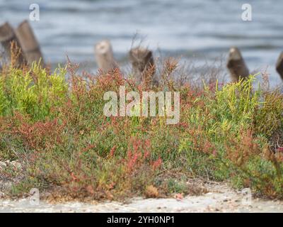 Herbaceous Seepweed (Suaeda maritima Stock Photo - Alamy