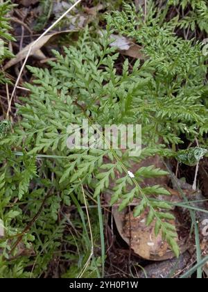 Rock Fern (Cheilanthes austrotenuifolia Stock Photo - Alamy
