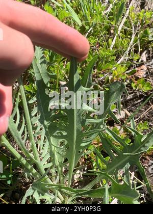 limestone hawksbeard (Crepis intermedia Stock Photo - Alamy