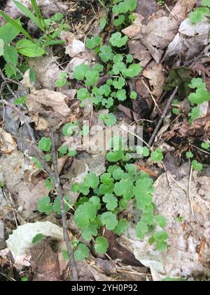 American Water-pennywort (Hydrocotyle americana Stock Photo - Alamy