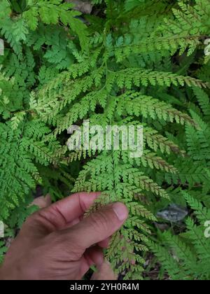 palapalai (Microlepia setosa setosa Stock Photo - Alamy