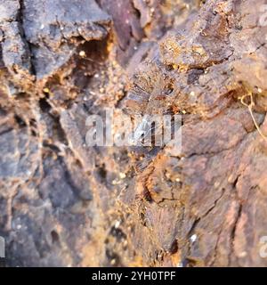 True Hoppers (Auchenorrhyncha Stock Photo - Alamy