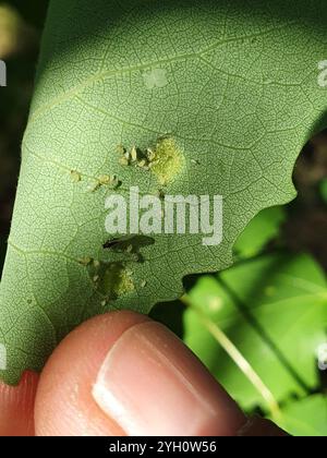 Poplar gall mite (Phyllocoptes populi) Arachnida Stock Photo - Alamy