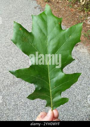 cherrybark oak (Quercus pagoda Stock Photo - Alamy