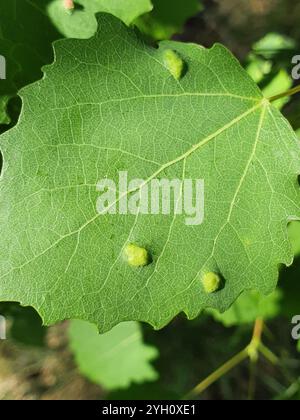 Poplar gall mite (Phyllocoptes populi Stock Photo - Alamy