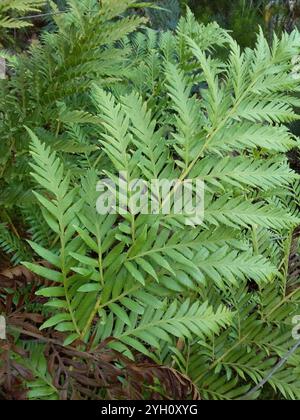 king fern (Todea barbara Stock Photo - Alamy