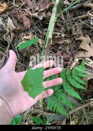 coastal manroot (Marah oregana Stock Photo - Alamy