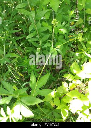 Black Snakeroot (Sanicula canadensis Stock Photo - Alamy