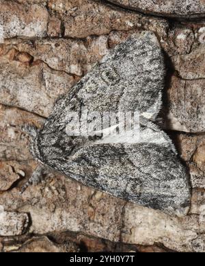 Brother Moth (Raphia frater Stock Photo - Alamy