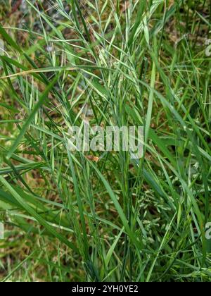 Ripgut Brome (Bromus rigidus Stock Photo - Alamy