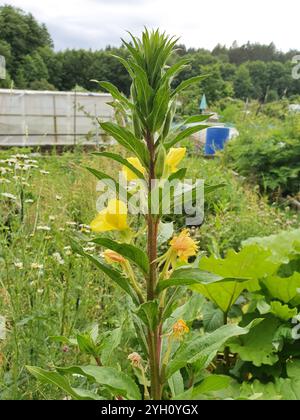 Red-stalked evening primrose (Oenothera rubricaulis Stock Photo - Alamy
