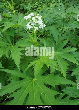 Glade Mallow (Napaea dioica Stock Photo - Alamy