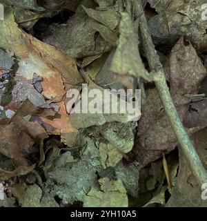 Yellow-spotted Renia Moth (Renia flavipunctalis Stock Photo - Alamy