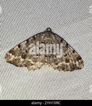 Pale-marked Angle (Macaria signaria Stock Photo - Alamy