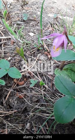 Eastern Fairy-slipper (Calypso bulbosa americana Stock Photo - Alamy