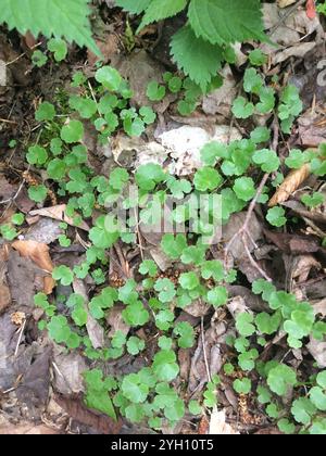 American Water-pennywort (Hydrocotyle americana Stock Photo - Alamy