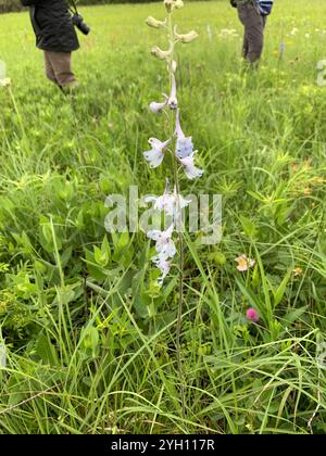 Wild Blue Larkspur (Delphinium carolinianum Stock Photo - Alamy