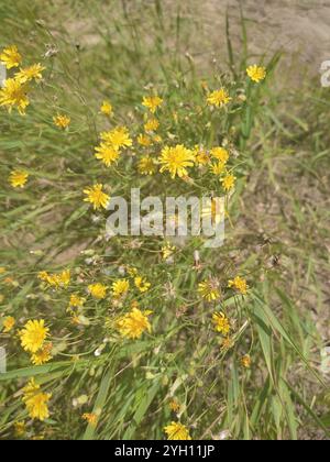 narrow-leaved hawksbeard (Crepis tectorum Stock Photo - Alamy