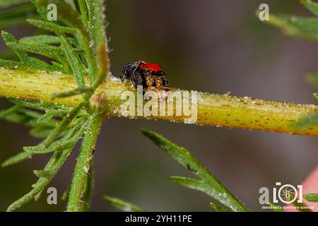 Apache Jumping Spider (Phidippus apacheanus Stock Photo - Alamy