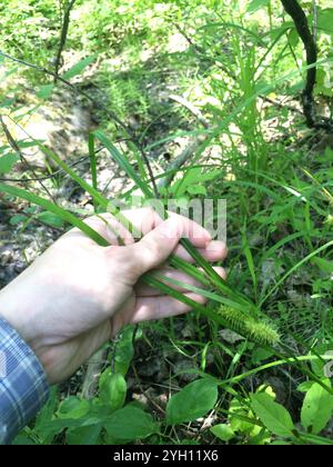 retrorse sedge (Carex retrorsa Stock Photo - Alamy