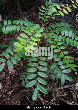 Paradise Tree (Simarouba glauca Stock Photo - Alamy