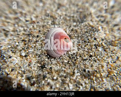 Salmon Tellin (Tellina nuculoides Stock Photo - Alamy