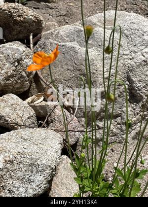 fire poppy (Papaver californicum Stock Photo - Alamy