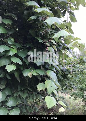 mustang grape (Vitis mustangensis Stock Photo - Alamy