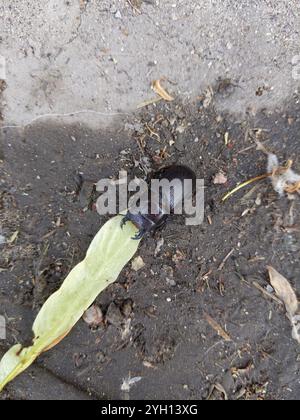 Antelope Beetle (Dorcus parallelus Stock Photo - Alamy