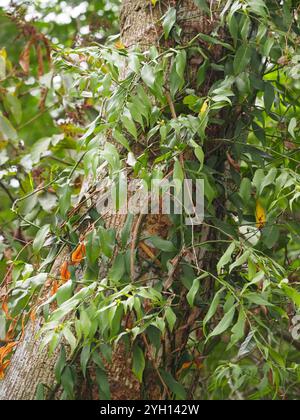 Chinese Pothos (Pothos chinensis Stock Photo - Alamy