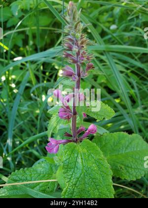 Coastal Hedge-nettle (Stachys chamissonis Stock Photo - Alamy
