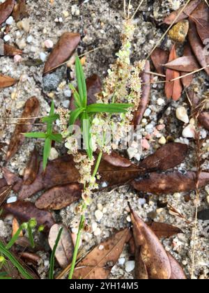 Hastate-leaved dock (Rumex hastatulus) Plantae Stock Photo - Alamy
