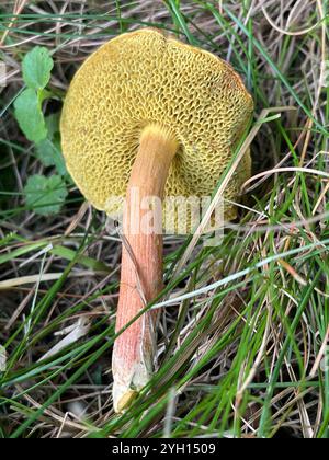 Ruby Bolete (Hortiboletus rubellus Stock Photo - Alamy