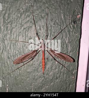 Giant Western Crane Fly (Holorusia hespera) Insecta Stock Photo - Alamy