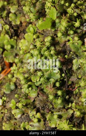 (Marchantia polymorpha ruderalis Stock Photo - Alamy