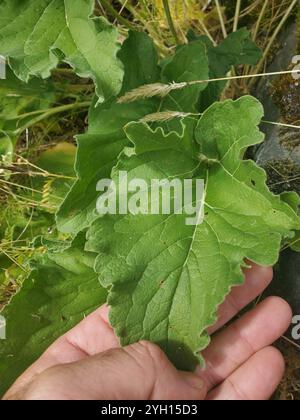 deltoid balsamroot (Balsamorhiza deltoidea Stock Photo - Alamy