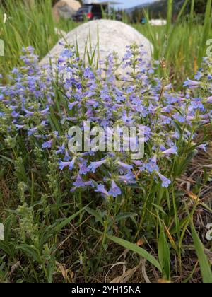 Front Range Beardtongue (Penstemon virens Stock Photo - Alamy