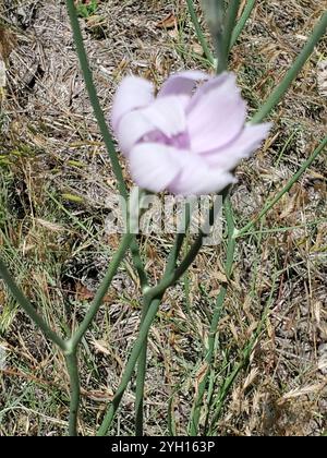 Texas Skeleton Plant (Lygodesmia texana Stock Photo - Alamy