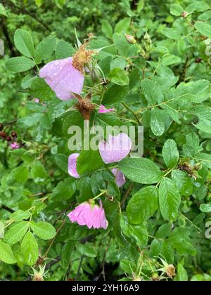 Smooth Rose, Rosa blanda Stock Photo - Alamy
