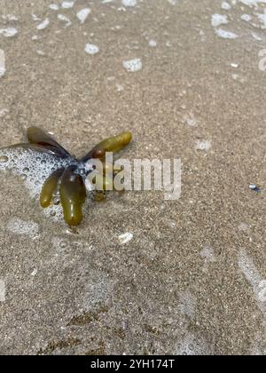 Sea Sacks (Halosaccion glandiforme Stock Photo - Alamy