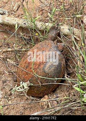 Eastern Musk Turtle (Sternotherus odoratus Stock Photo - Alamy