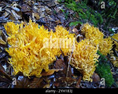 antler and spindle fungi (Clavariaceae Stock Photo - Alamy