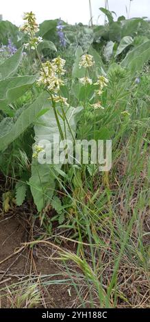 Yellow Beardtongue (Penstemon confertus Stock Photo - Alamy