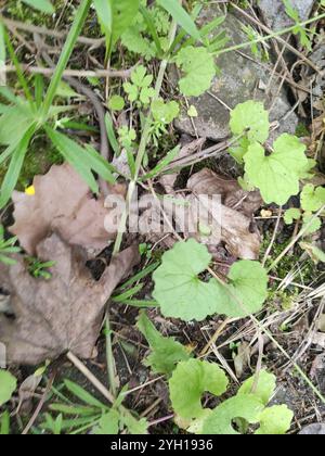 Colubrine Snakes (Colubrinae Stock Photo - Alamy