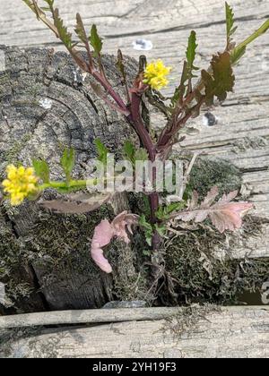 Bog Yellowcress (Rorippa palustris Stock Photo - Alamy