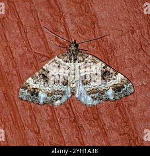Grand Rivulet Moth (Martania grandis Stock Photo - Alamy