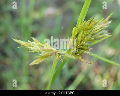 Manyspike Flatsedge (Cyperus polystachyos polystachyos Stock Photo - Alamy