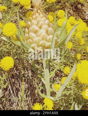 pinecone thistle (Rhaponticum coniferum Stock Photo - Alamy