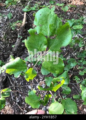 Sycamore-leaf Snowbell (Styrax platanifolius Stock Photo - Alamy